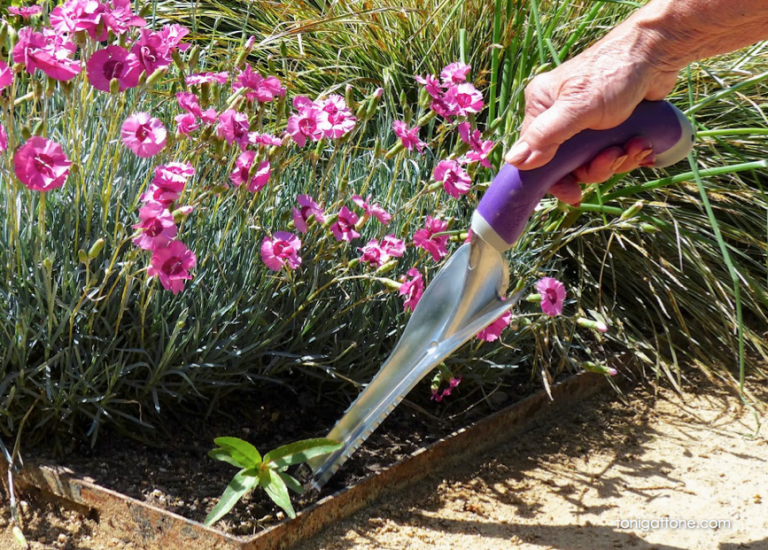 Toni's Tool Tips | Radius Weeder - Toni Gattone